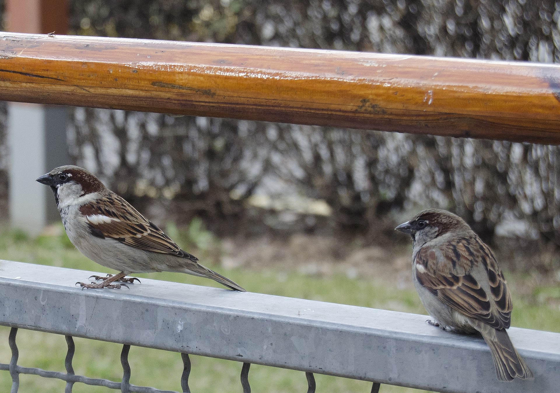 Signs of Bird Infestation You Should Watch Out For